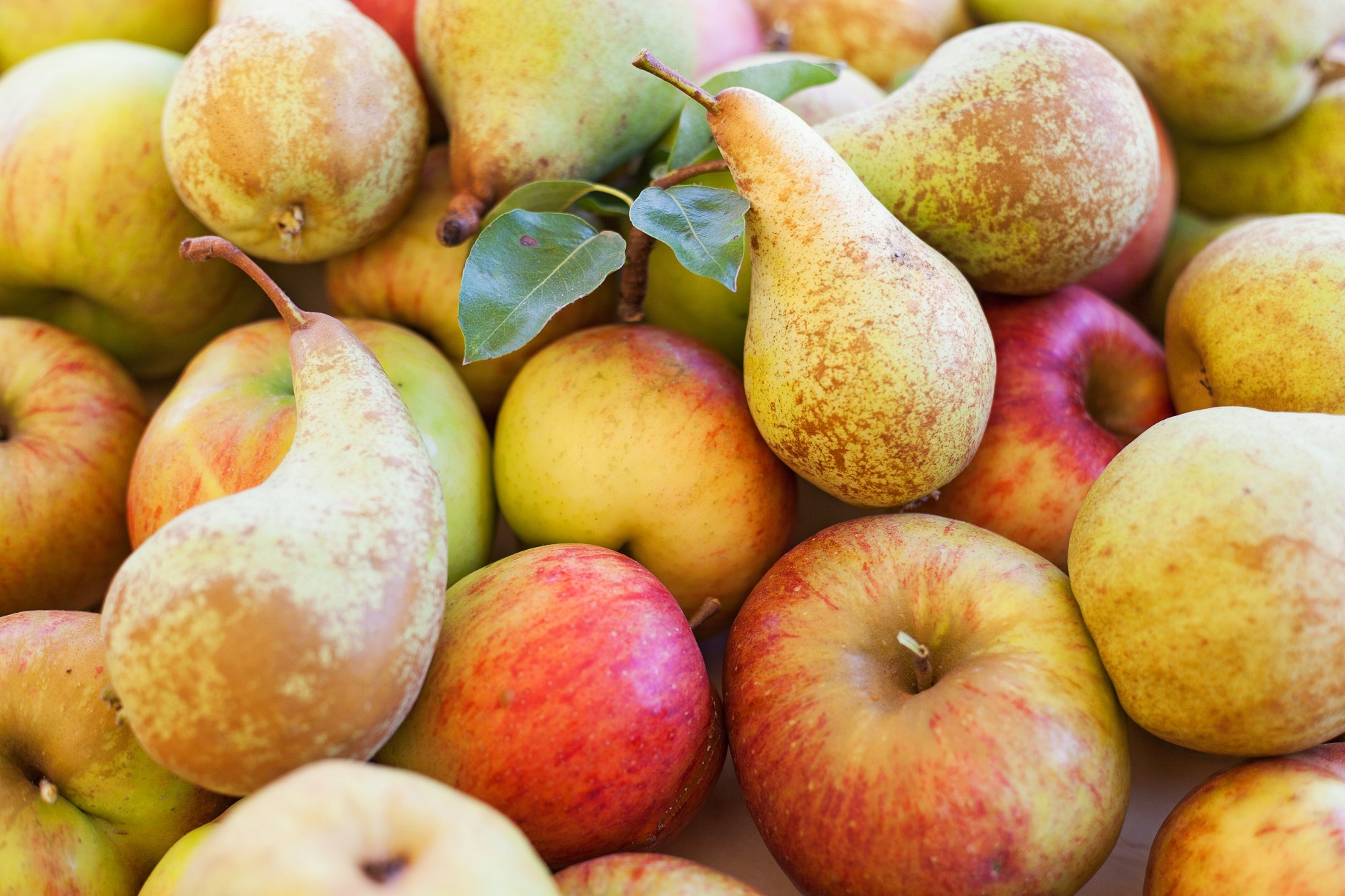 Veggipedia - De smakelijke wereld van appels en peren