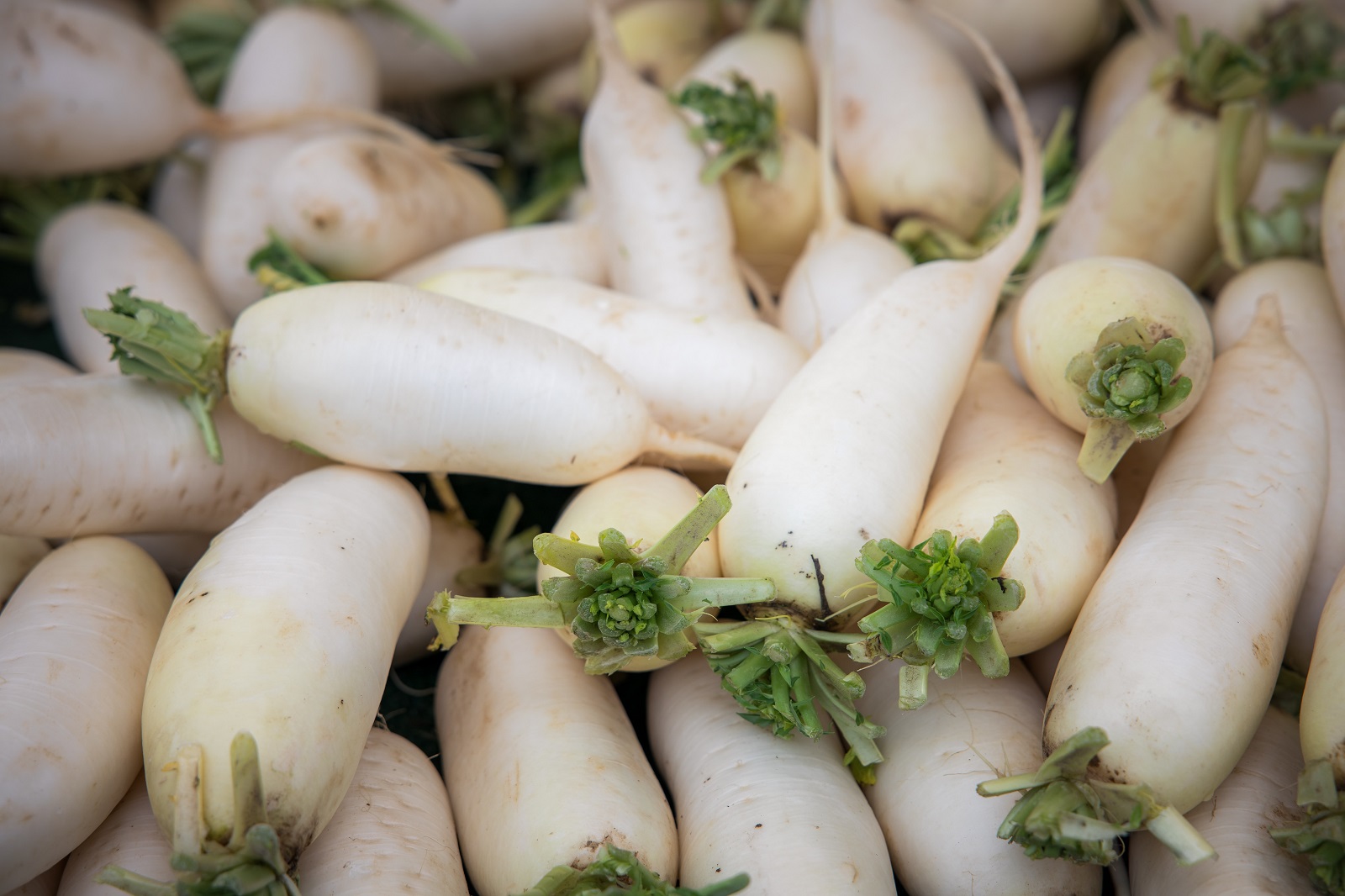Veggipedia - Rettich: wat is het en wat kun je ermee?