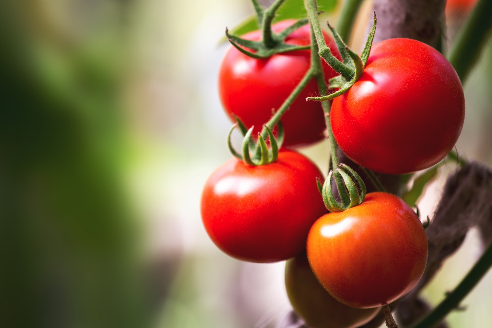 Veggipedia - Tomaten: groeikampioenen en smaakmakers in alle soorten en ...
