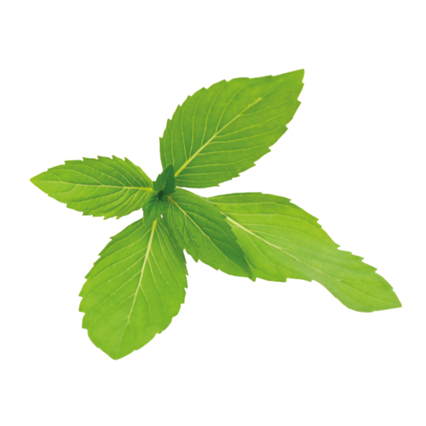 Veggipedia - Groene munt