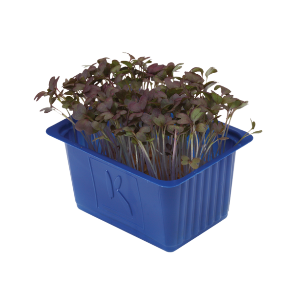 Veggipedia - Red Mustard Cress