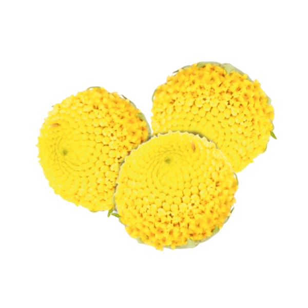 Veggipedia - Sechuan Button