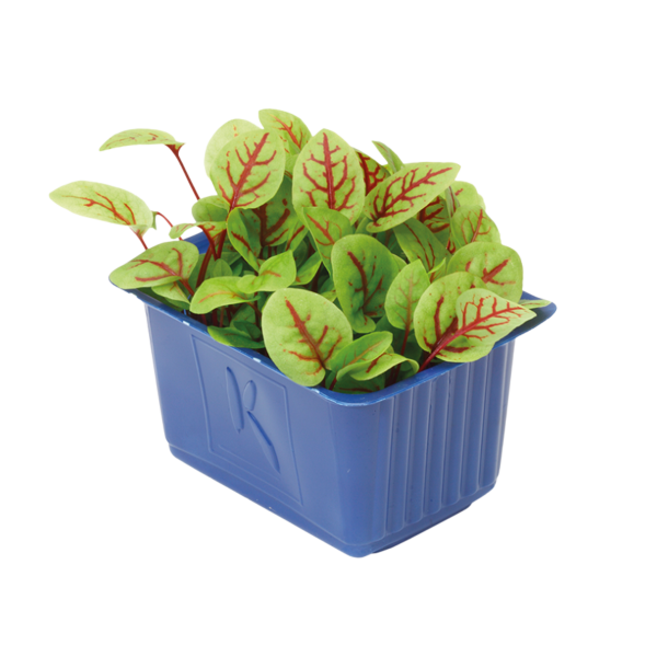 Veggipedia - Vene Cress