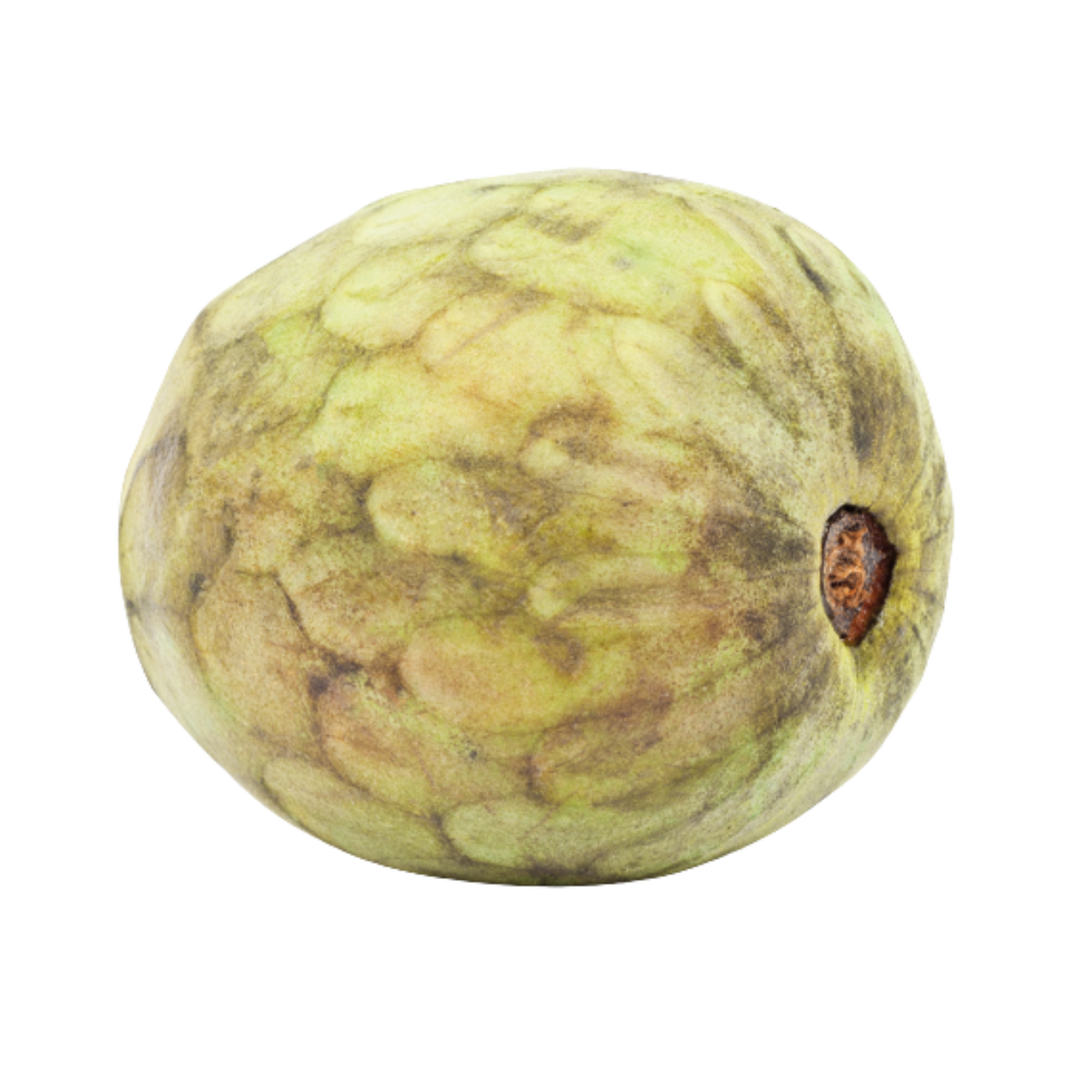 Cherimoya Zaailing