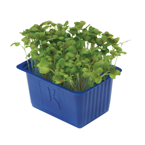 Veggipedia - Mustard Cress